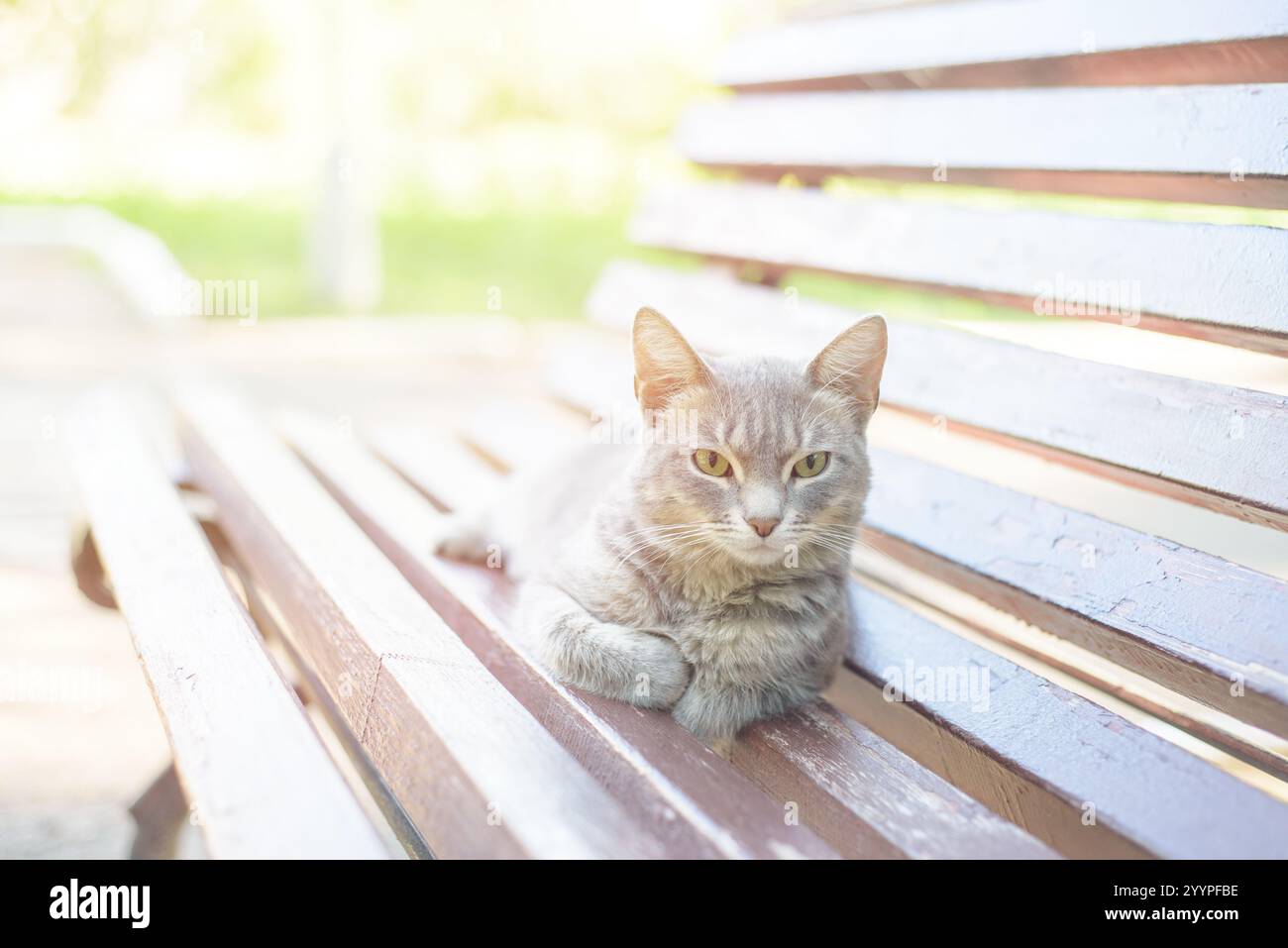 A charming gray tabby cat posing on a park bench. Brindle long-haired ...