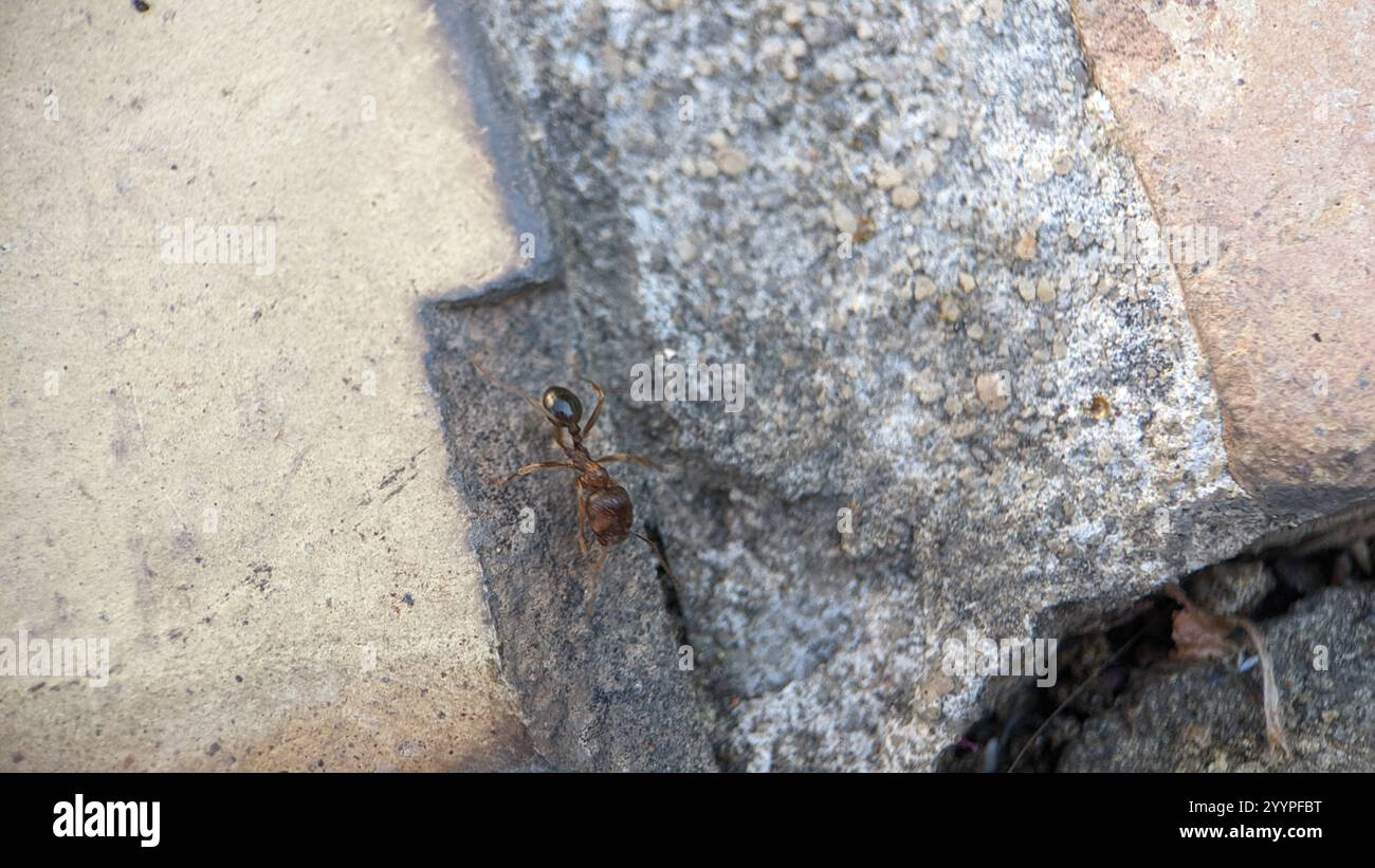 Messor structor hi-res stock photography and images - Alamy