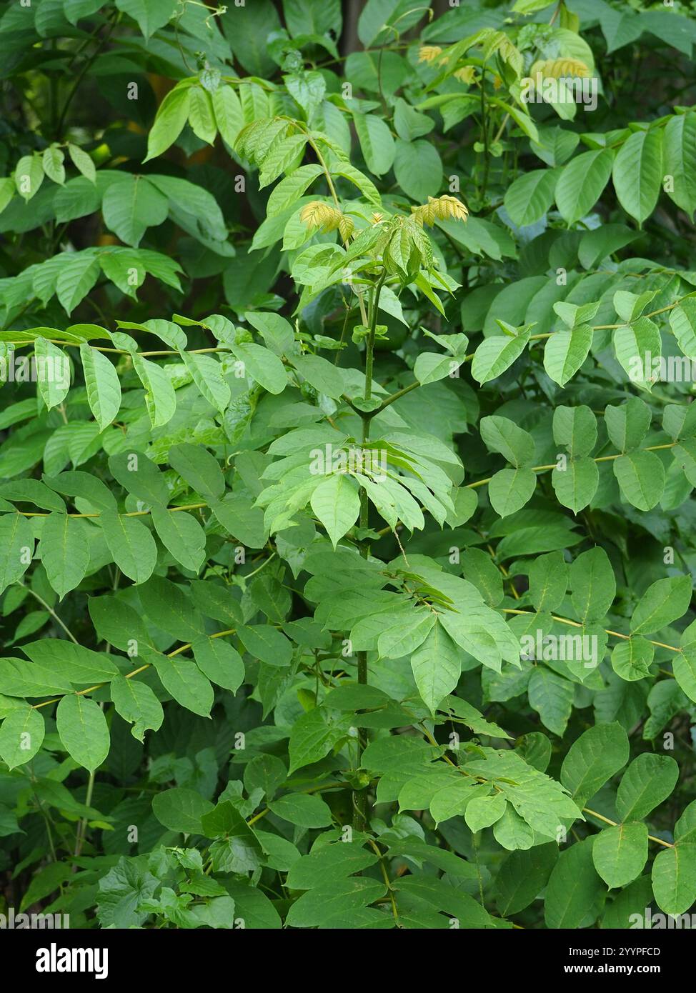 African tulip tree (Spathodea campanulata Stock Photo - Alamy
