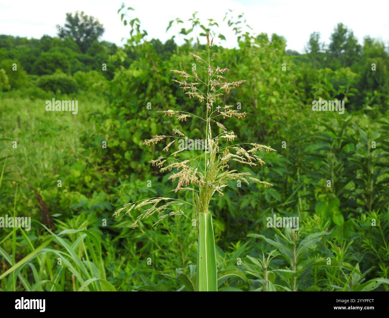 Johnson grass (Sorghum halepense Stock Photo - Alamy