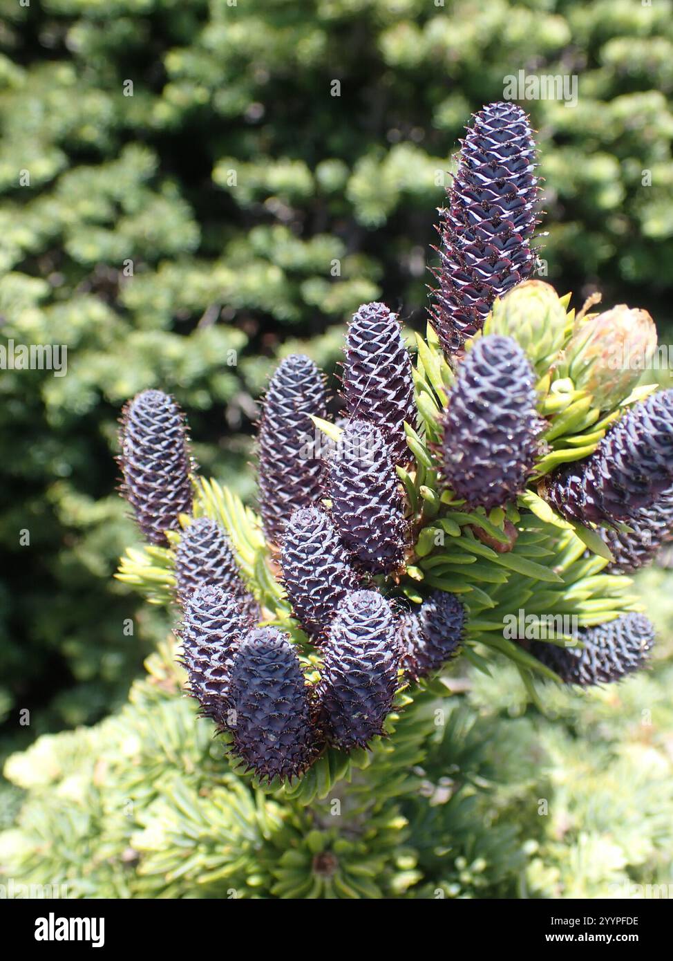 subalpine fir (Abies lasiocarpa Stock Photo - Alamy