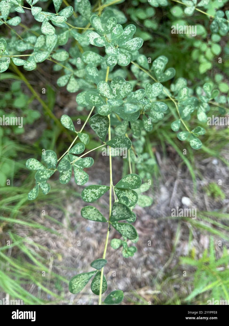 eastern wild indigo (Baptisia tinctoria Stock Photo - Alamy