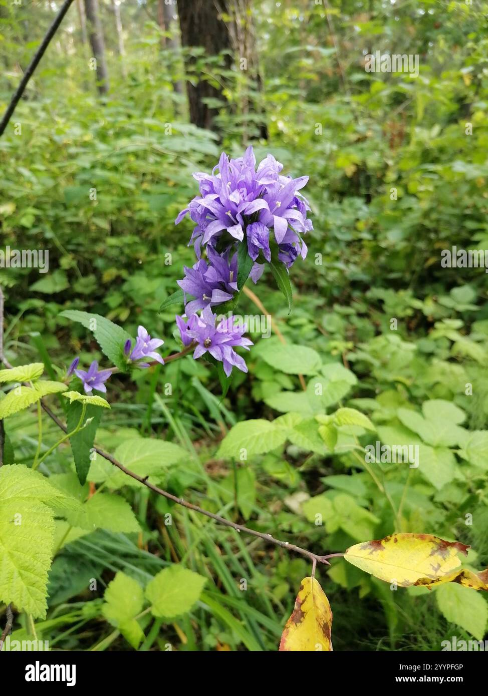 clustered bellflower (Campanula glomerata Stock Photo - Alamy