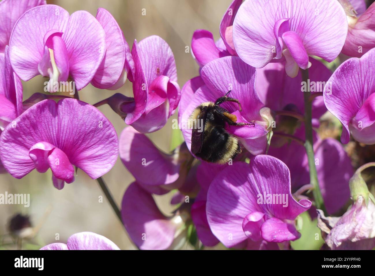 California Bumble Bee (Bombus californicus Stock Photo - Alamy