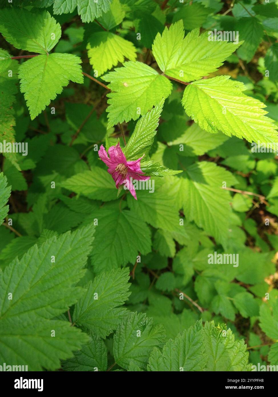 Salmonberry (Rubus spectabilis Stock Photo - Alamy