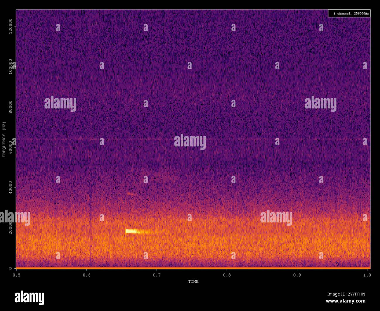 Common Noctule (Nyctalus noctula Stock Photo - Alamy