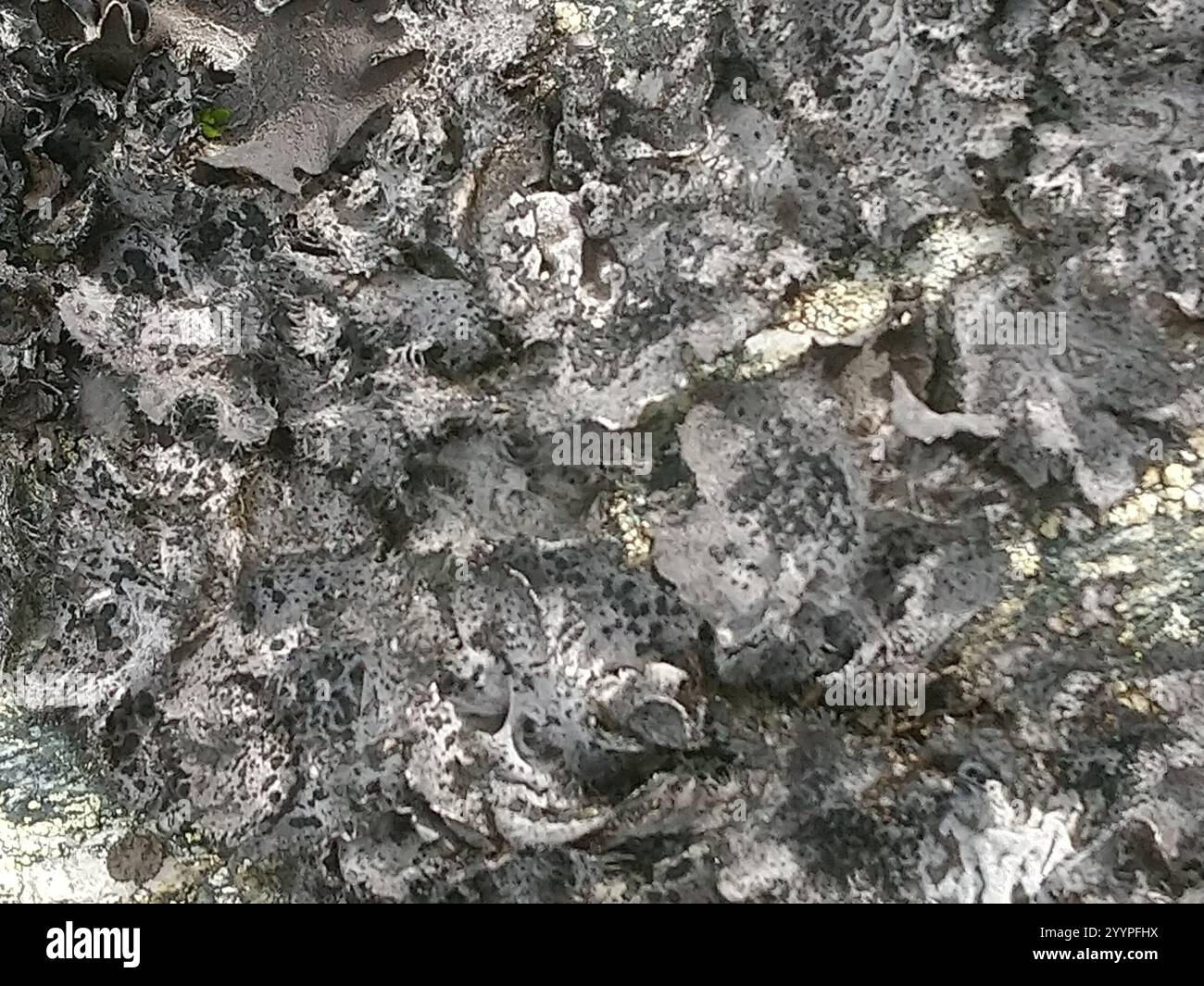 common lichens (Lecanoromycetes Stock Photo - Alamy
