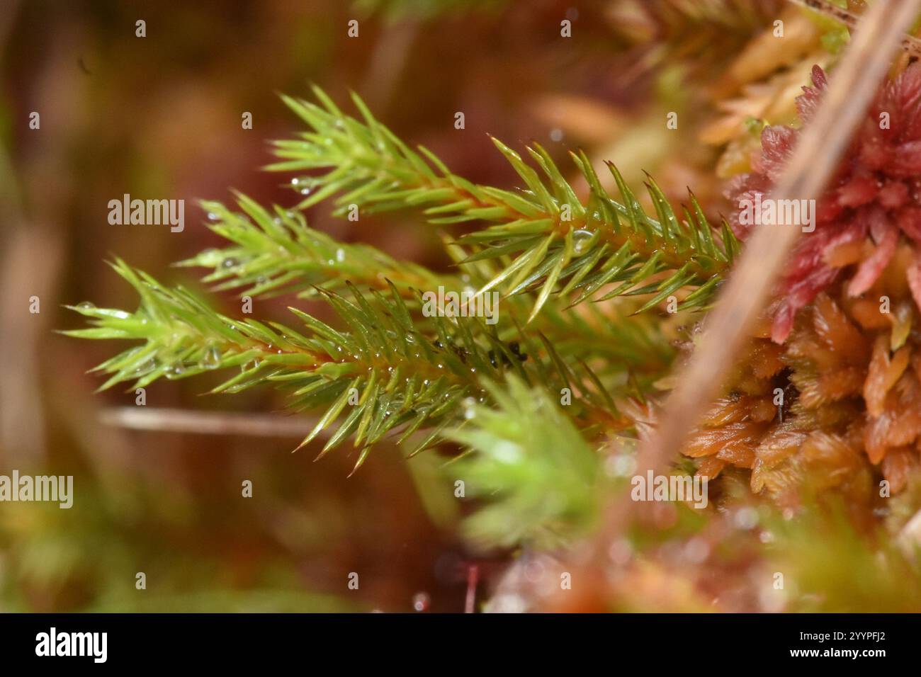 Polytrichum strictum hi-res stock photography and images - Alamy