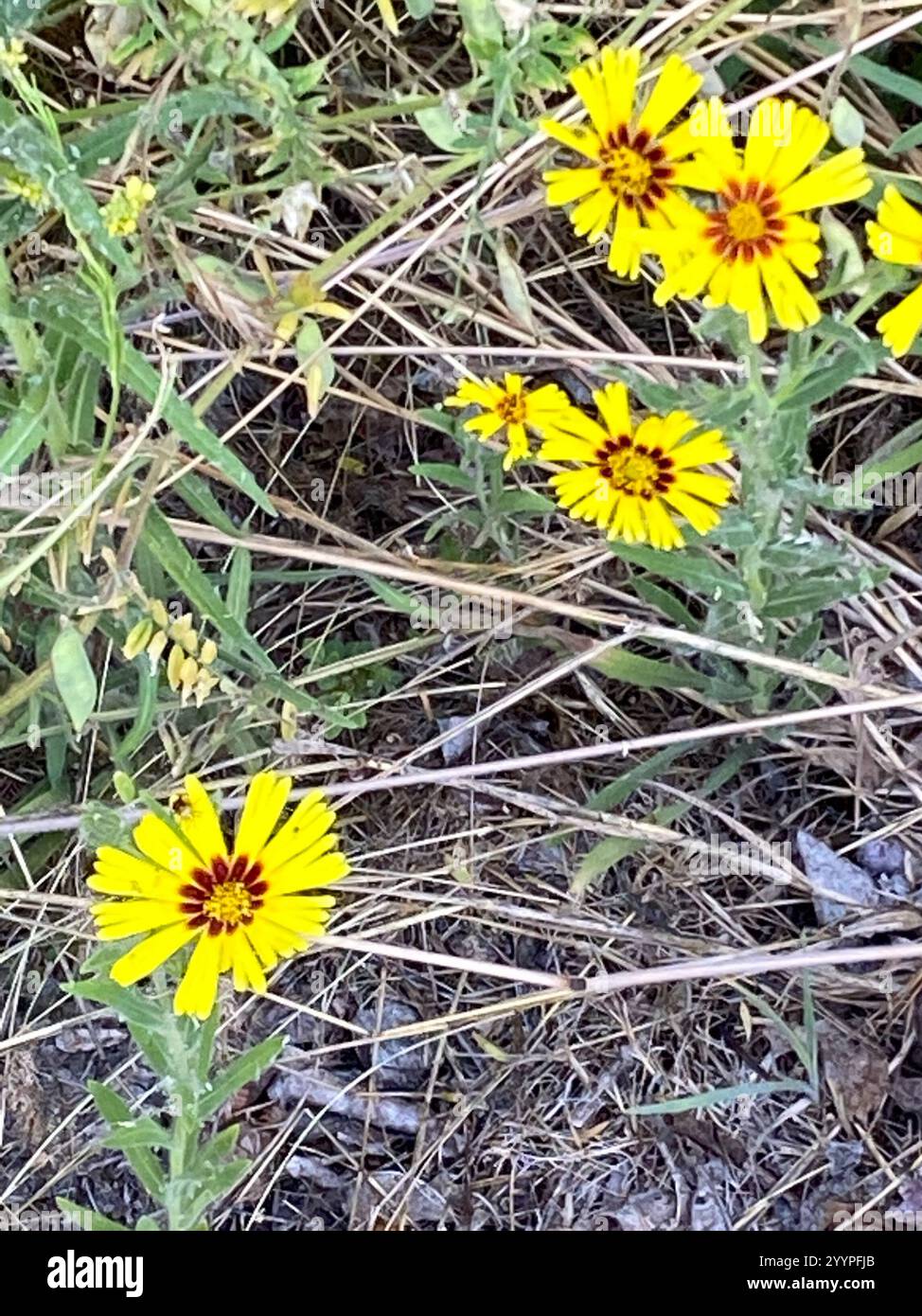 Common Madia (Madia elegans Stock Photo - Alamy