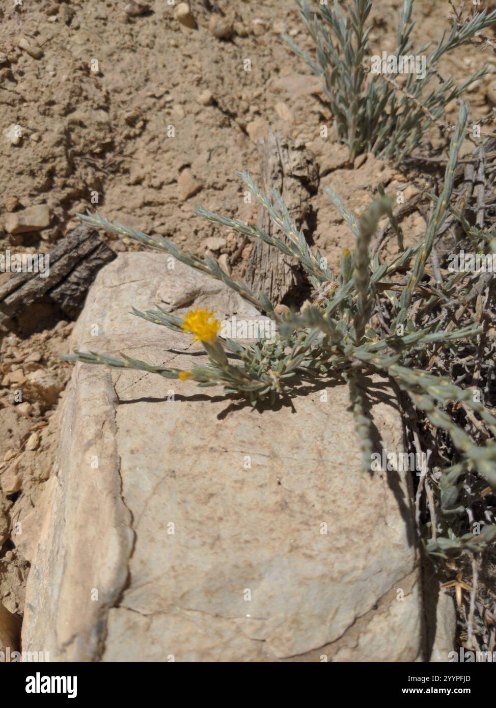 Spineless Horsebrush (Tetradymia canescens Stock Photo - Alamy