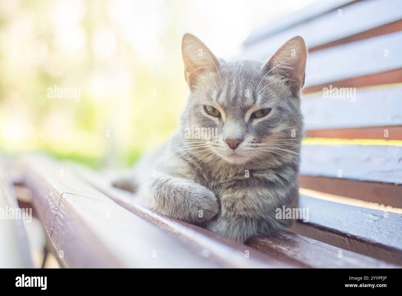 Stray cat, cat close-up. A charming gray tabby cat resting on a park ...