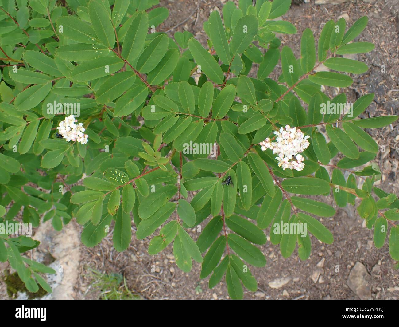 Sitka Mountain-Ash (Sorbus sitchensis Stock Photo - Alamy