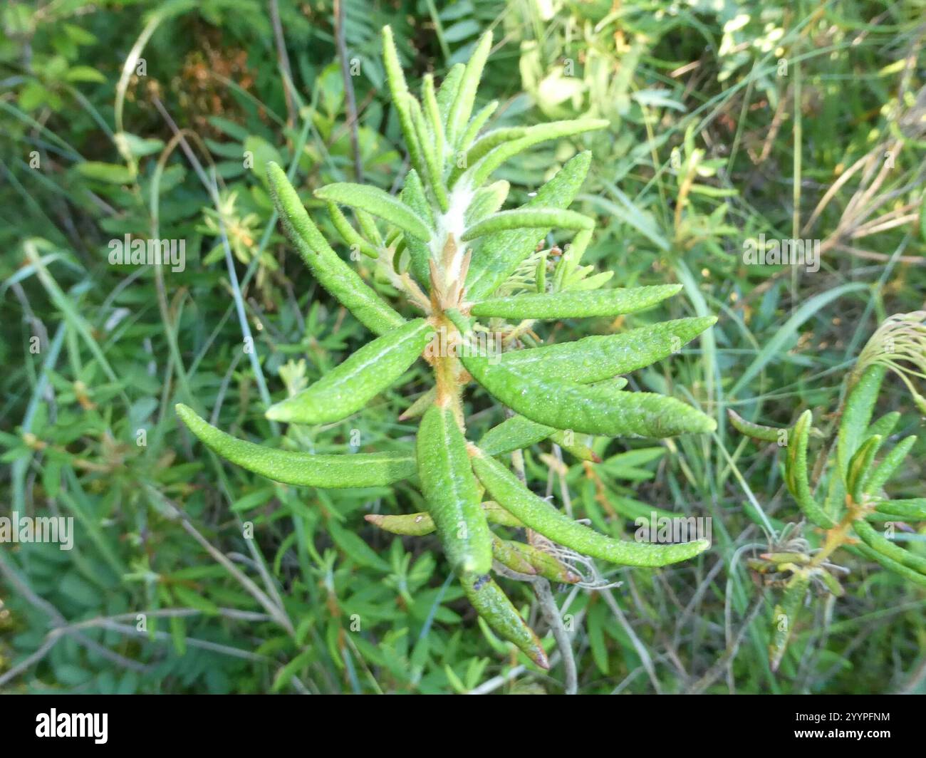 Bog Labrador Tea (Rhododendron groenlandicum Stock Photo - Alamy