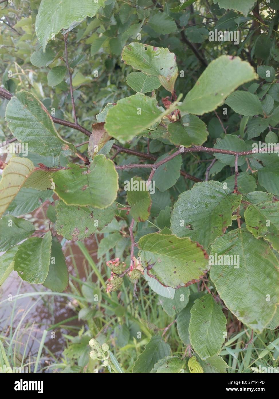swamp alder (Alnus incana rugosa Stock Photo - Alamy