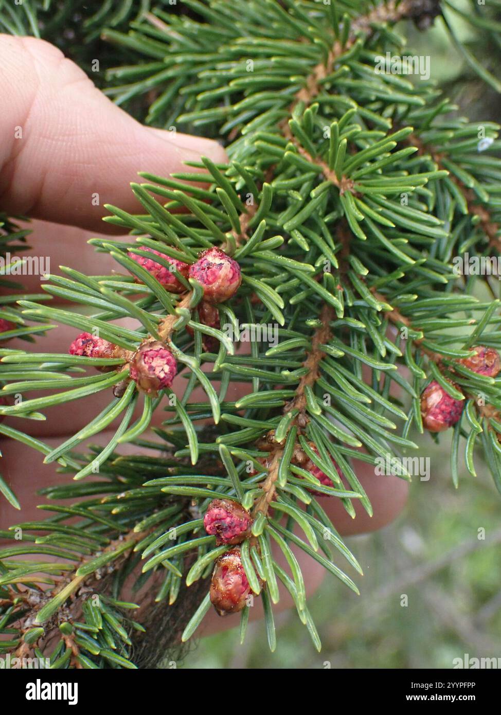 Engelmann spruce (Picea engelmannii Stock Photo - Alamy