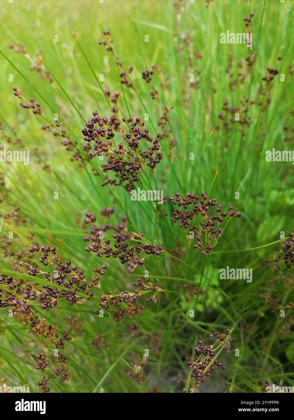 Flattened Rush (Juncus compressus Stock Photo - Alamy