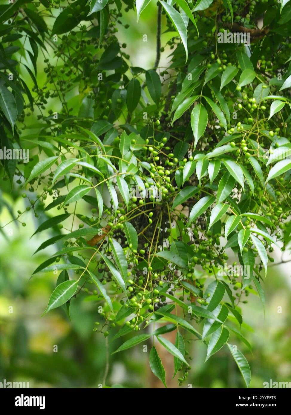 Japanese wax tree (Toxicodendron succedaneum Stock Photo - Alamy