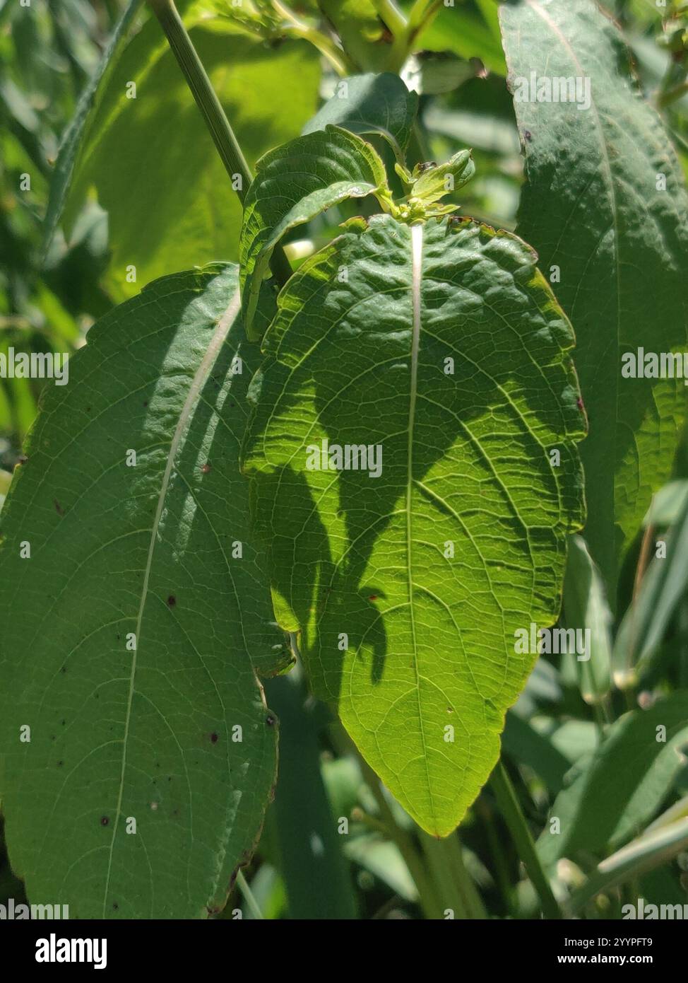 common jewelweed (Impatiens capensis Stock Photo - Alamy