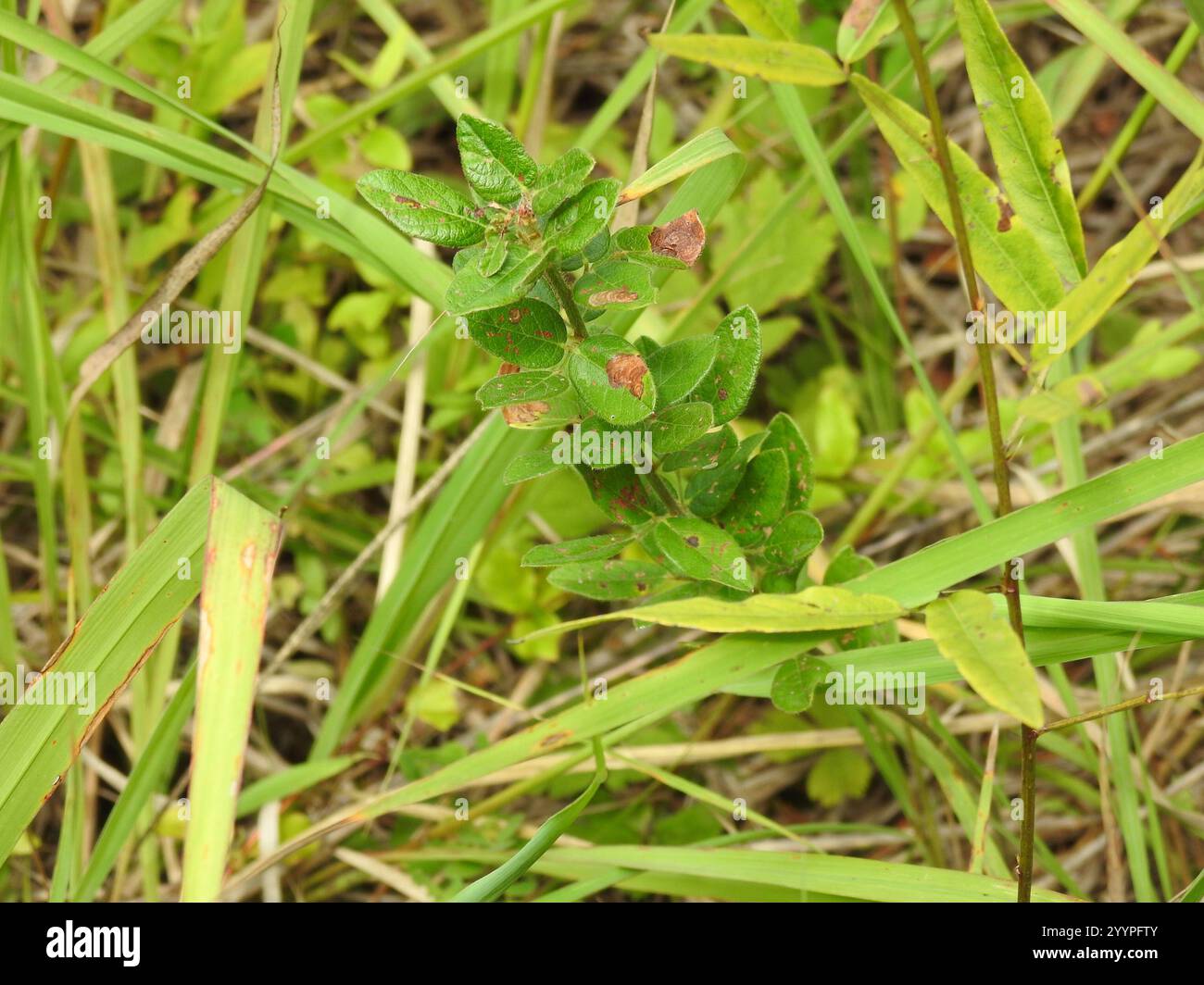 Little-leaf Tick-clover (Desmodium ciliare Stock Photo - Alamy