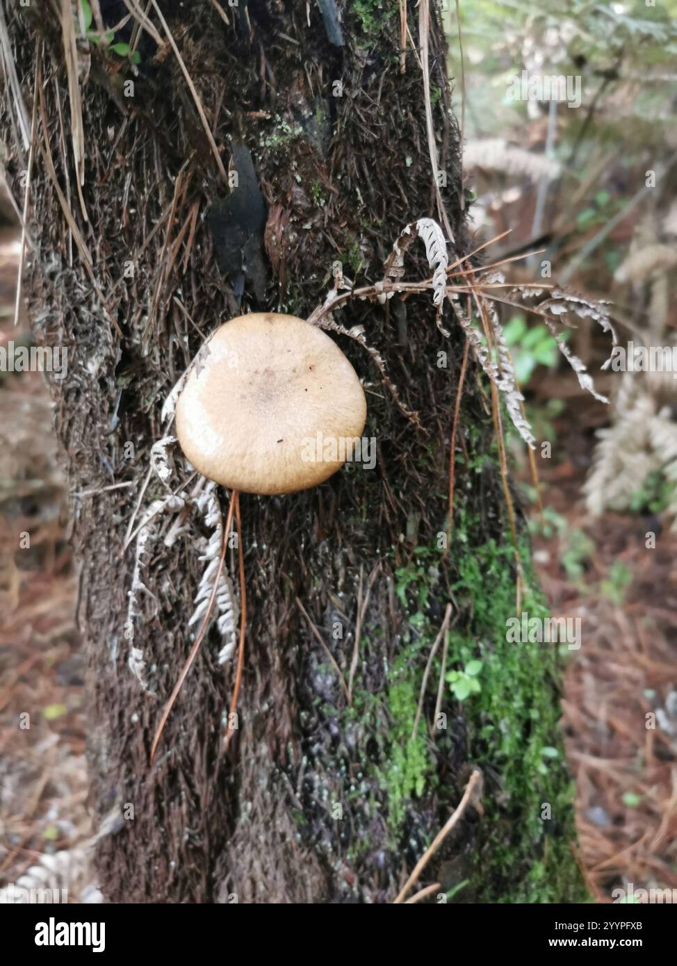 Purple-veiled Slippery Jack (Suillus luteus Stock Photo - Alamy