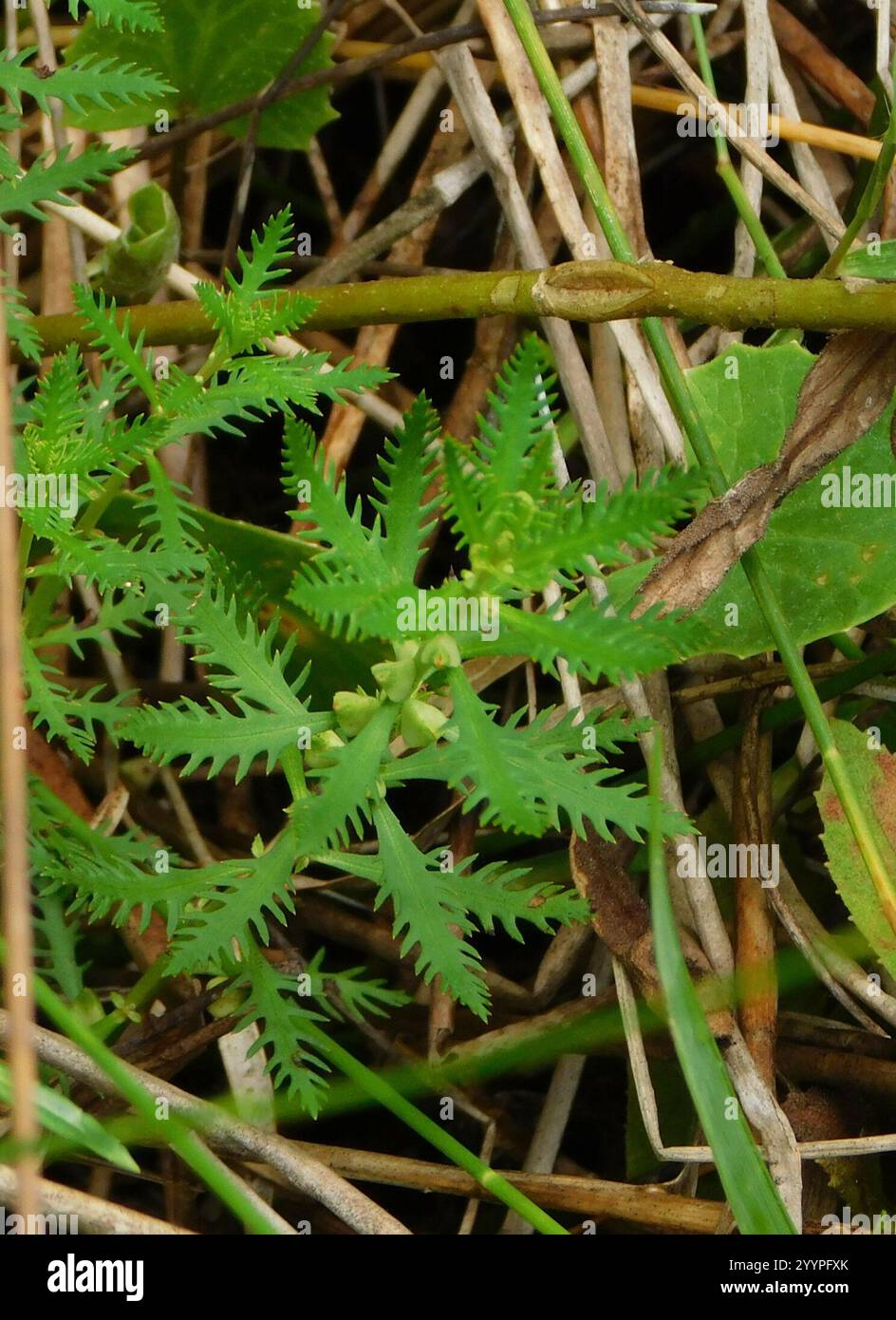 combleaf mermaidweed (Proserpinaca pectinata Stock Photo - Alamy