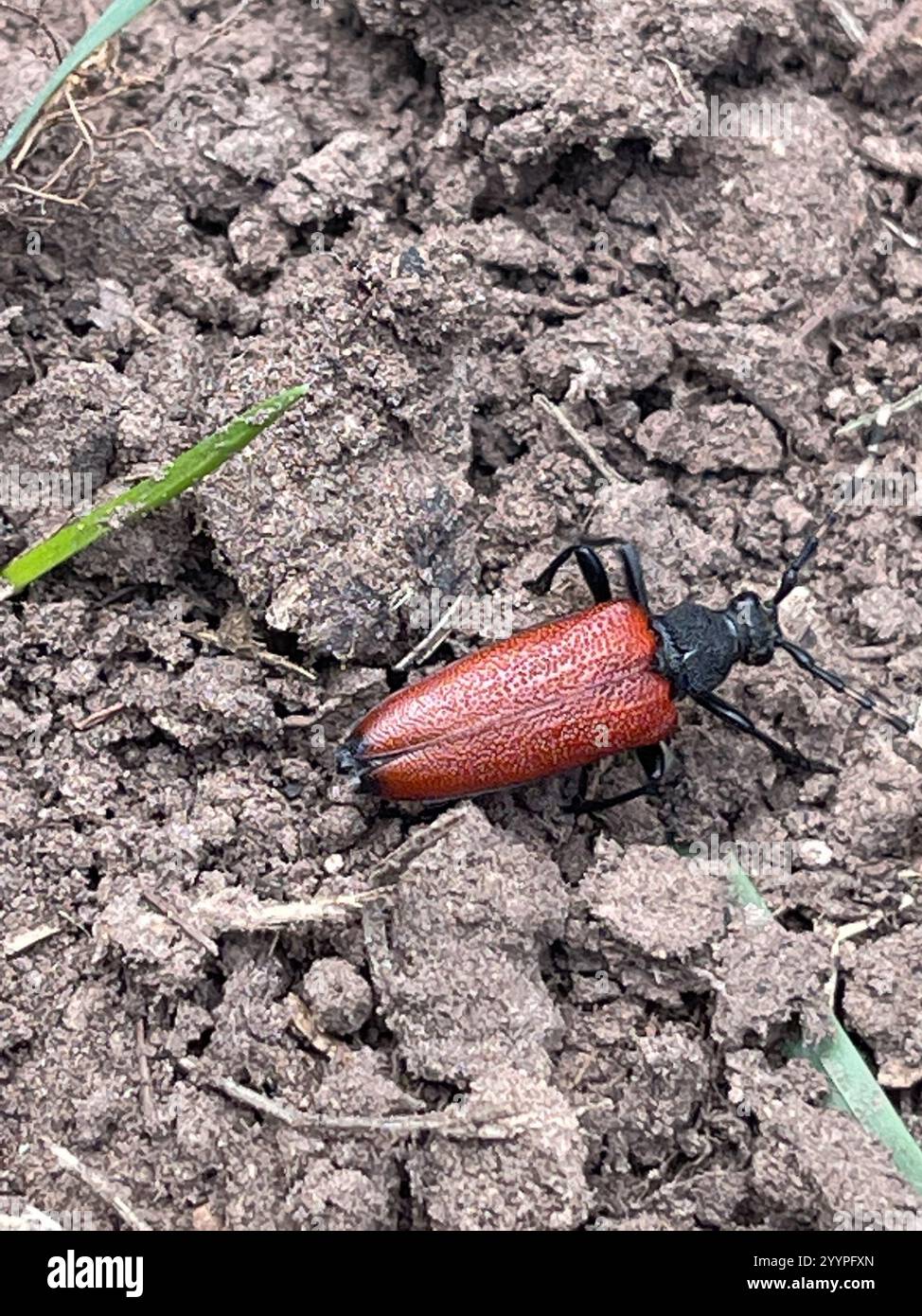 Red-shouldered Pine Borer (Stictoleptura canadensis Stock Photo - Alamy
