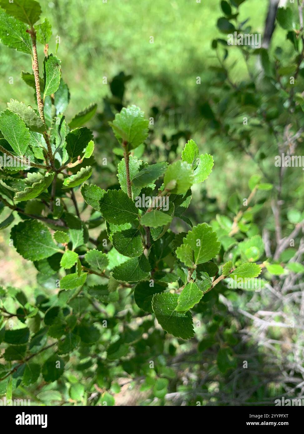dwarf resin birch (Betula glandulosa Stock Photo - Alamy