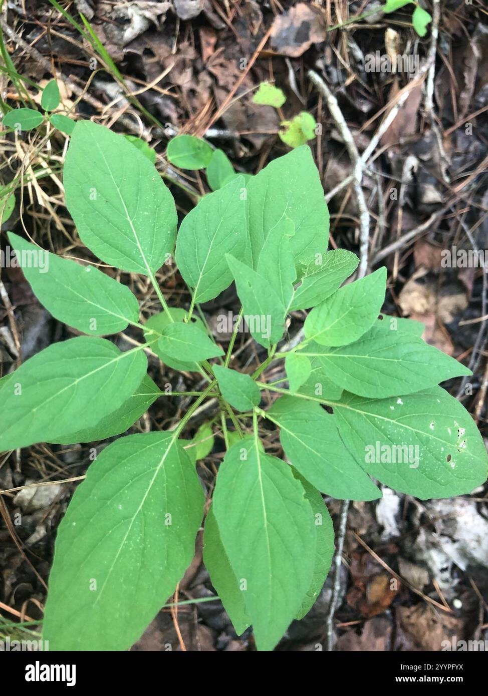 Longleaf Ground-cherry (Physalis longifolia subglabrata Stock Photo - Alamy
