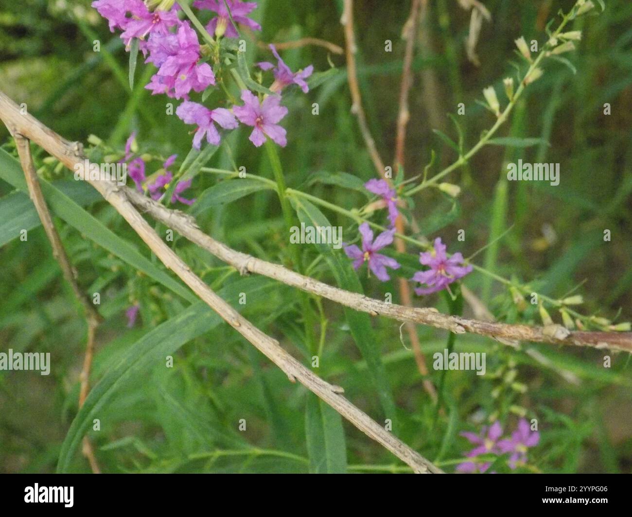 Wanded Loosestrife (Lythrum virgatum Stock Photo - Alamy