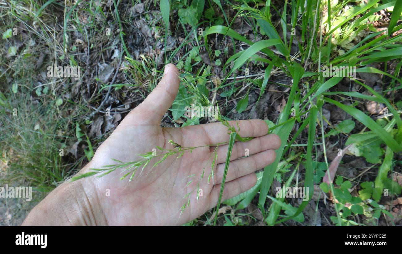 Giant Fescue (Lolium giganteum Stock Photo - Alamy