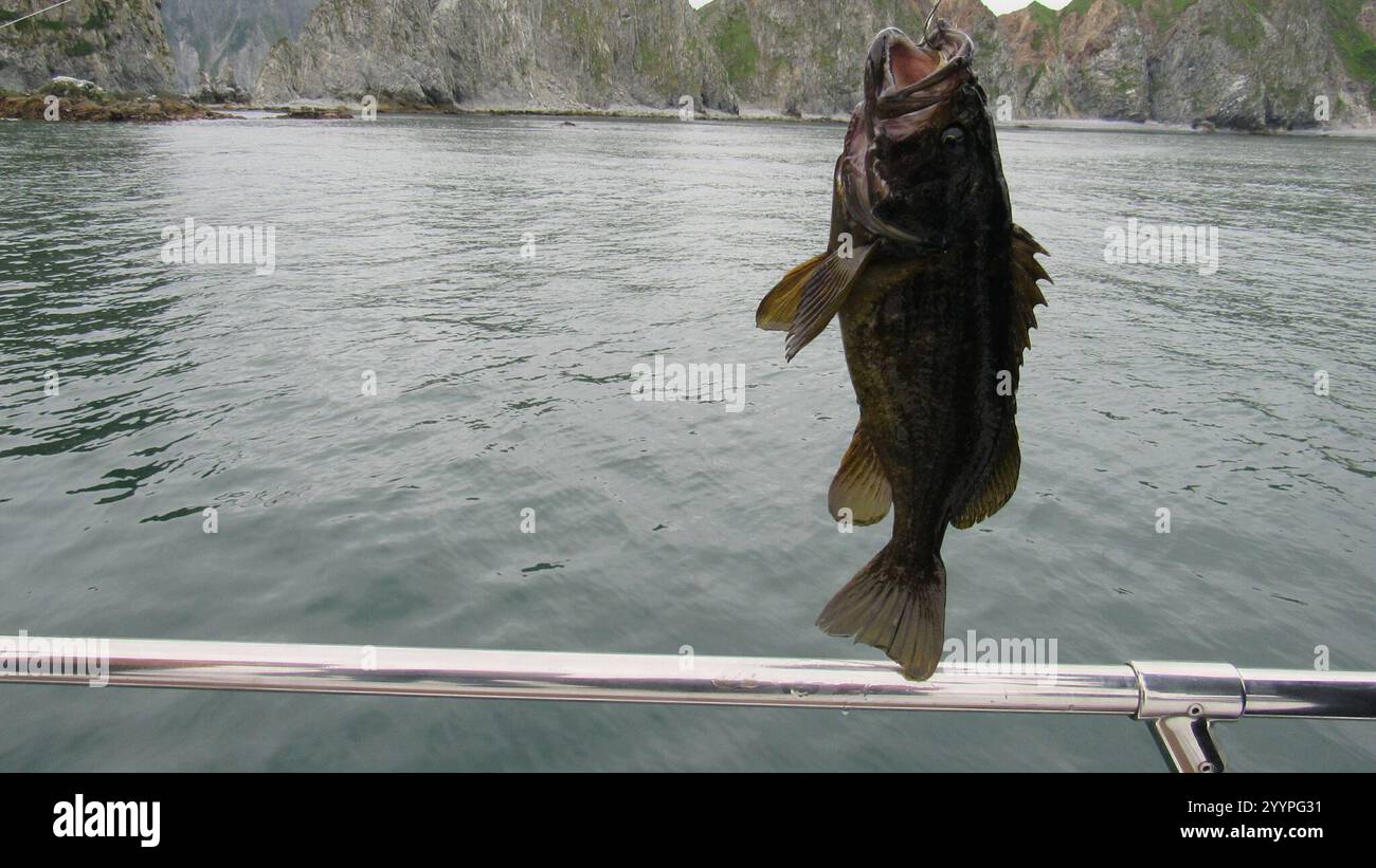 Gray rockfish (Sebastes glaucus Stock Photo - Alamy