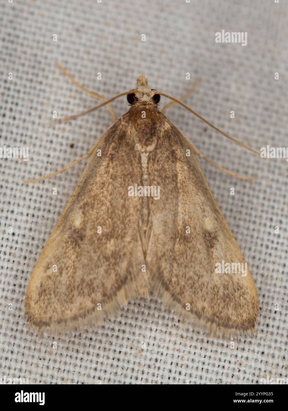 Underwing, Tiger, Tussock, and Allied Moths (Erebidae Stock Photo - Alamy