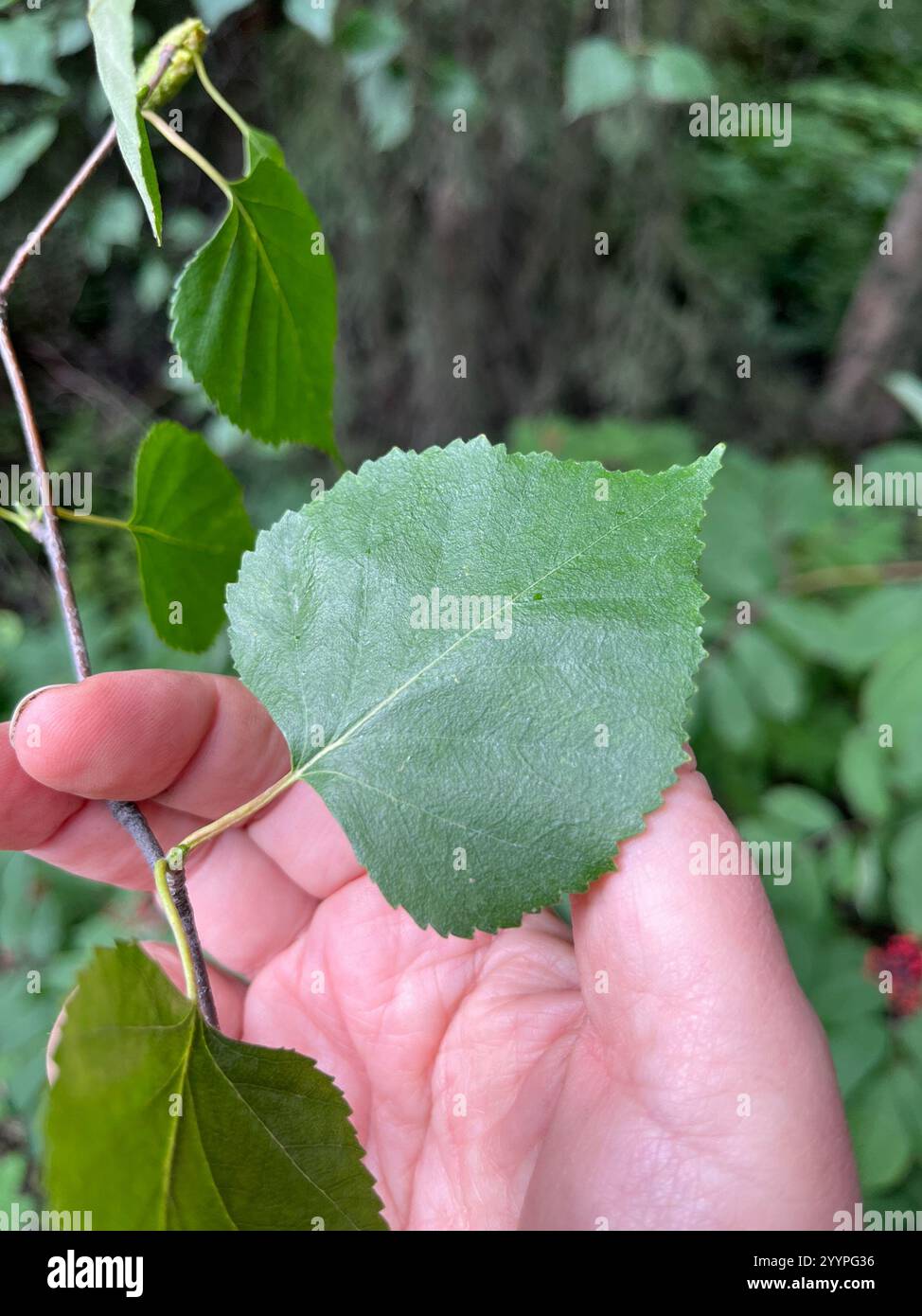 Alaska Paper Birch (Betula neoalaskana Stock Photo - Alamy