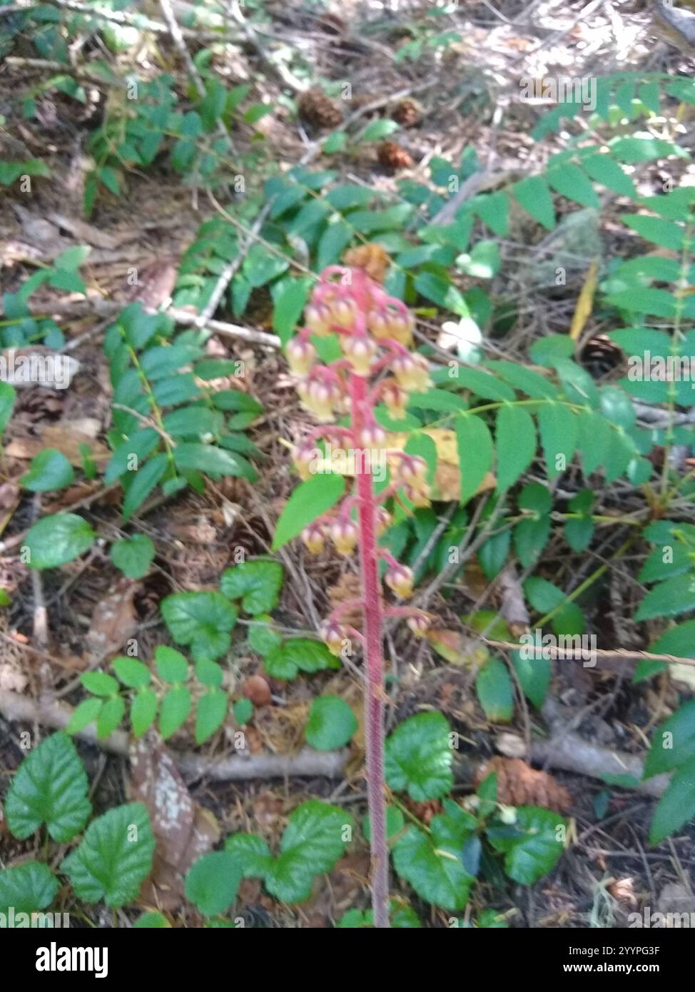 woodland pinedrops (Pterospora andromedea Stock Photo - Alamy