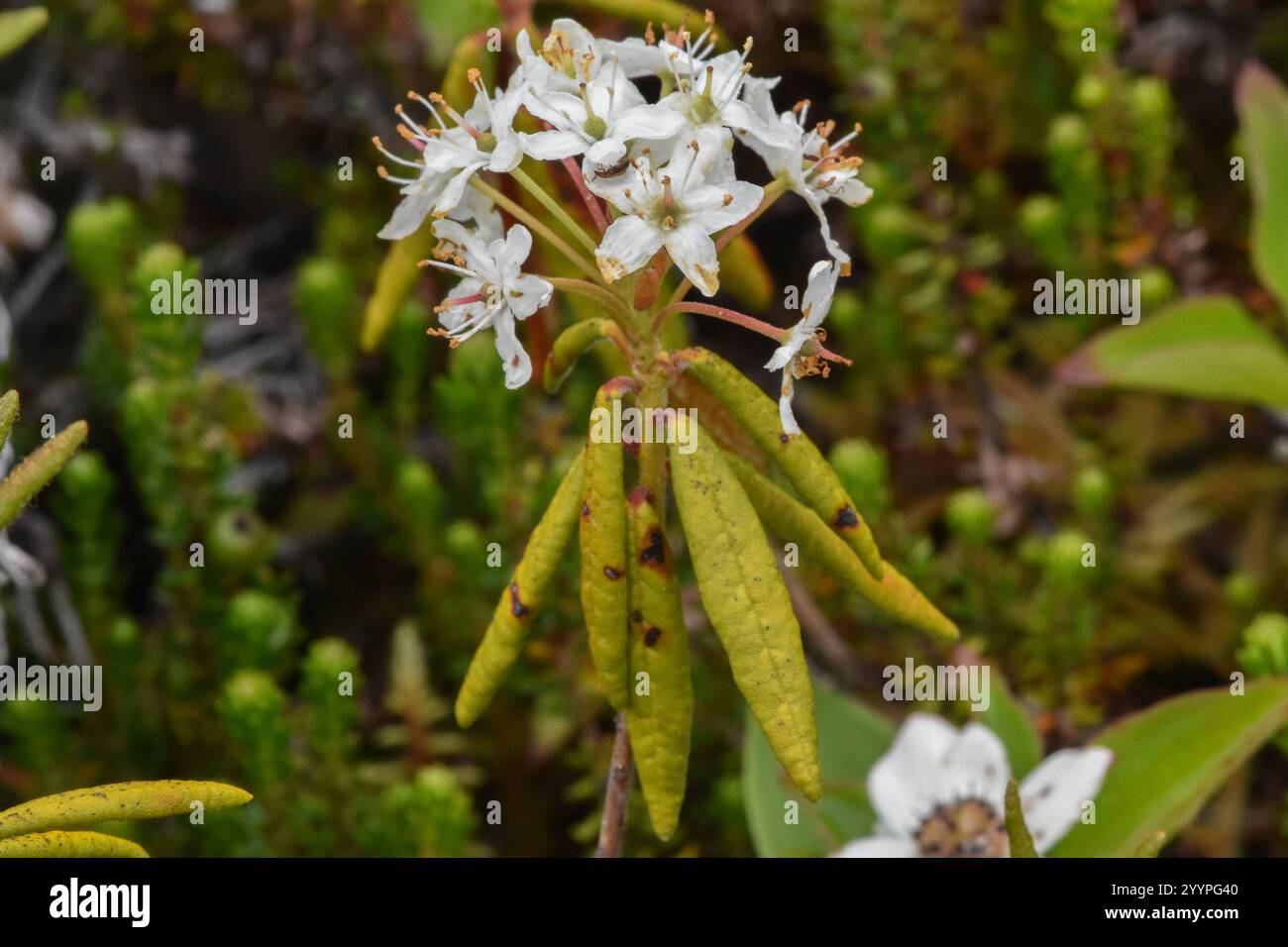 Bog Labrador Tea (Rhododendron groenlandicum Stock Photo - Alamy