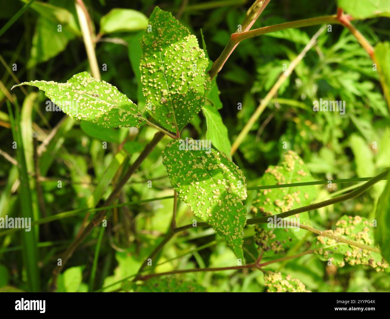 Poison Ivy Leaf Mite (Aculops rhois Stock Photo - Alamy