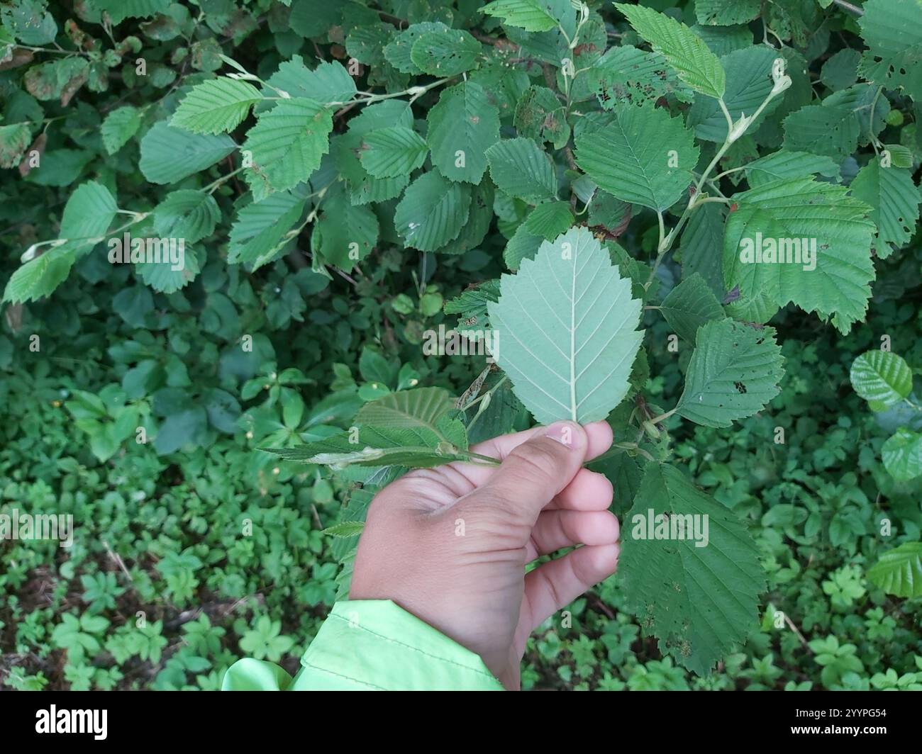 grey alder (Alnus incana Stock Photo - Alamy