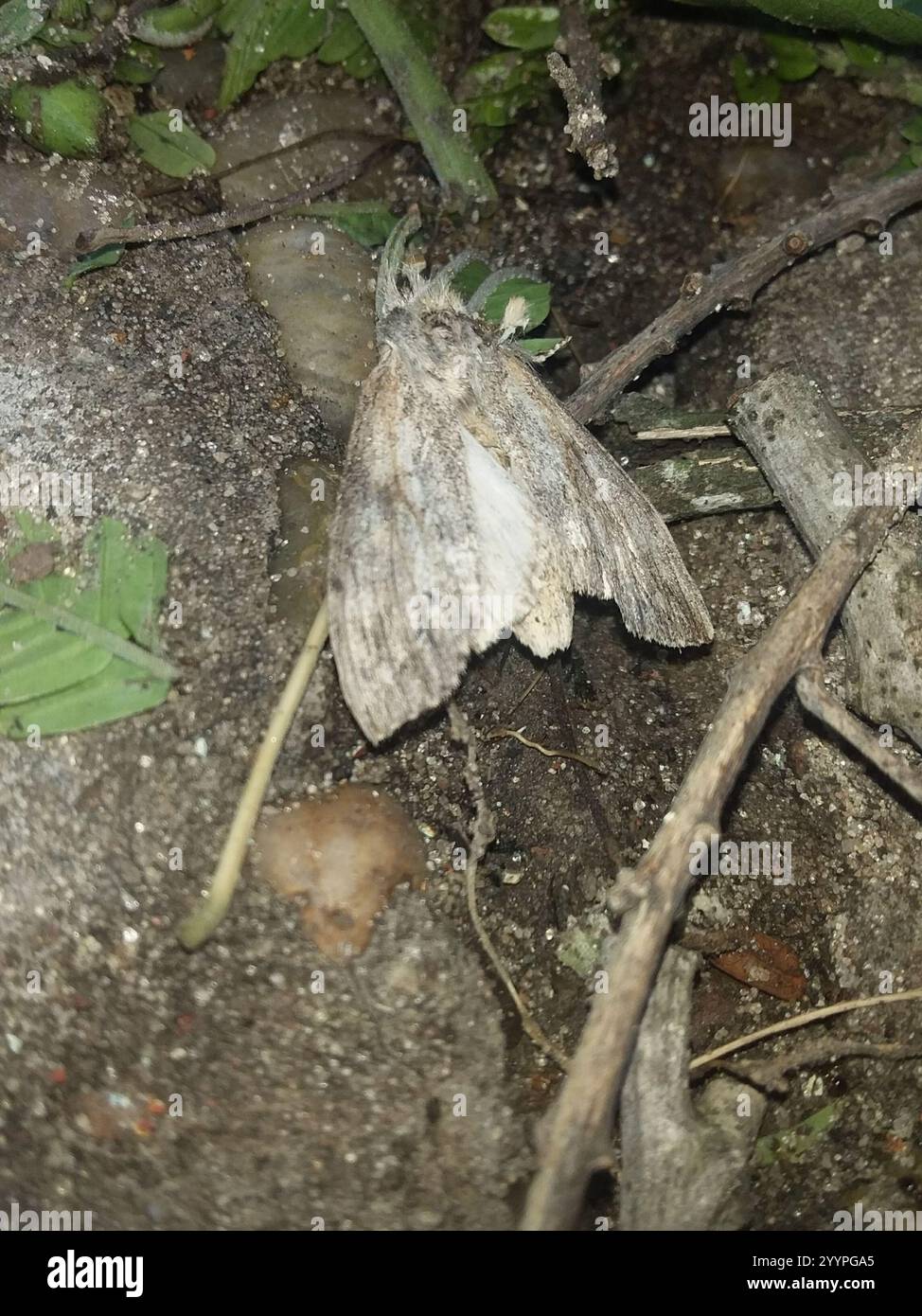 Owlet Moths and Allies (Noctuoidea Stock Photo - Alamy