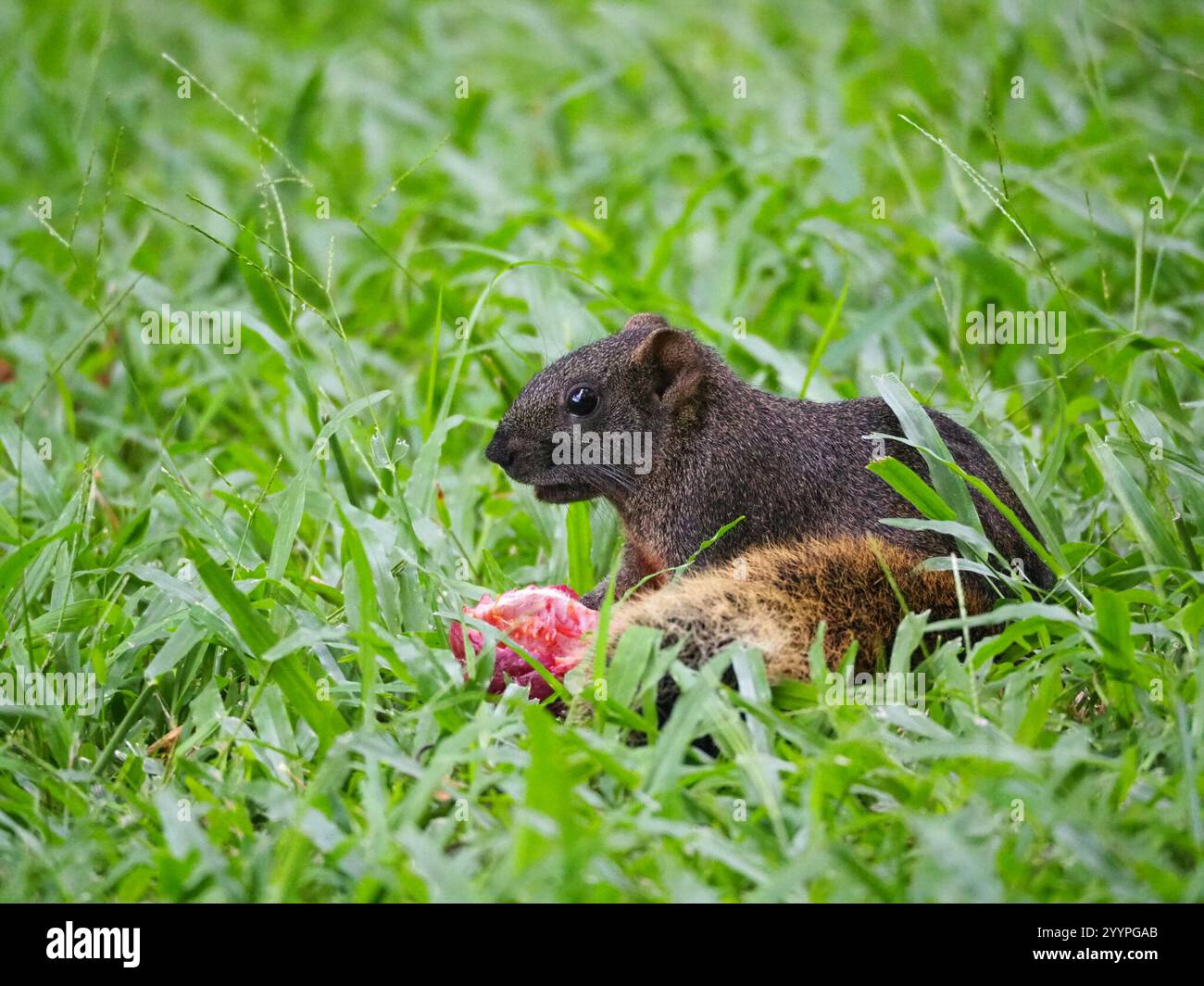 Taiwan Squirrel (Callosciurus erythraeus thaiwanensis Stock Photo - Alamy
