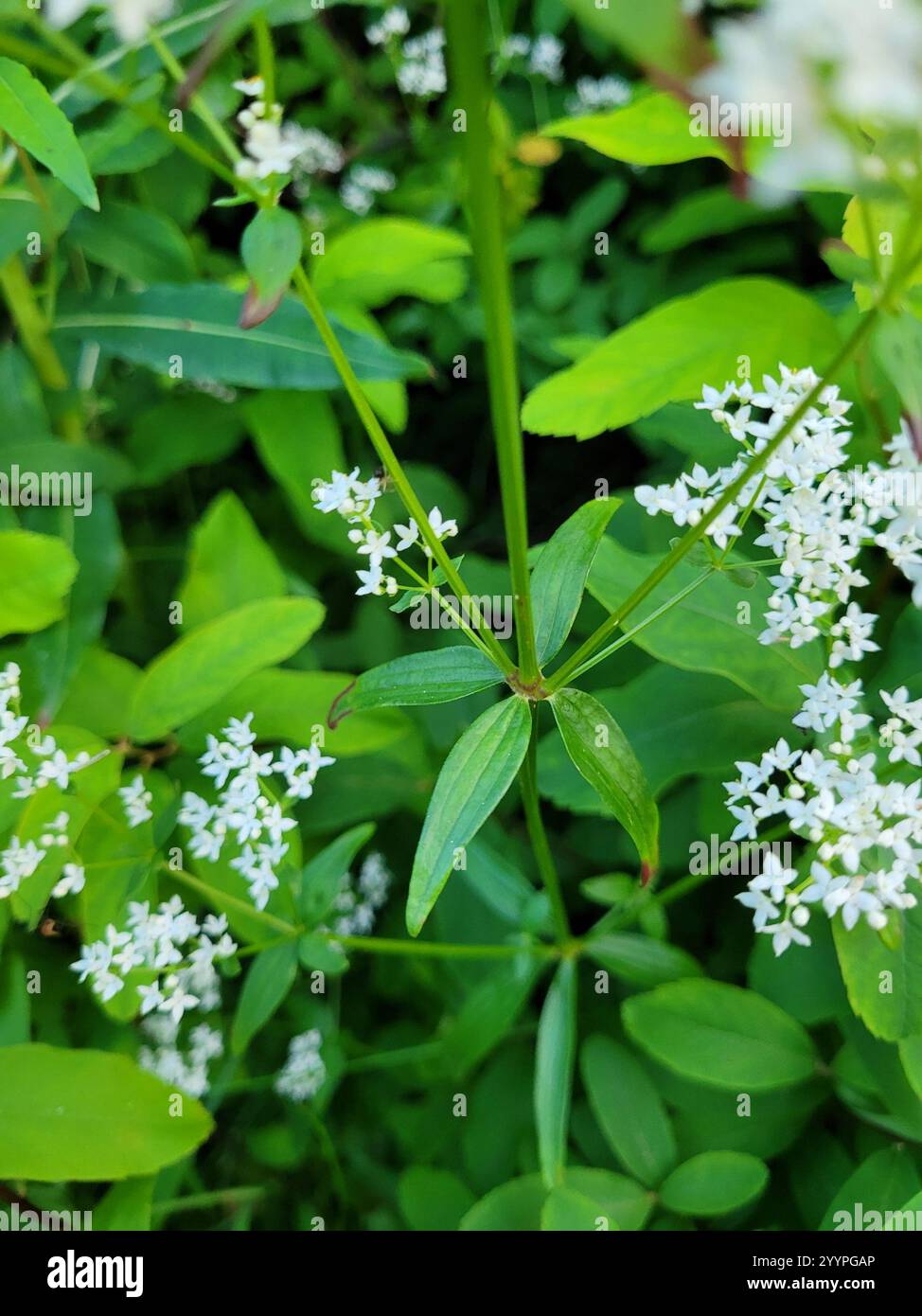 Northern Bedstraw (Galium boreale Stock Photo - Alamy