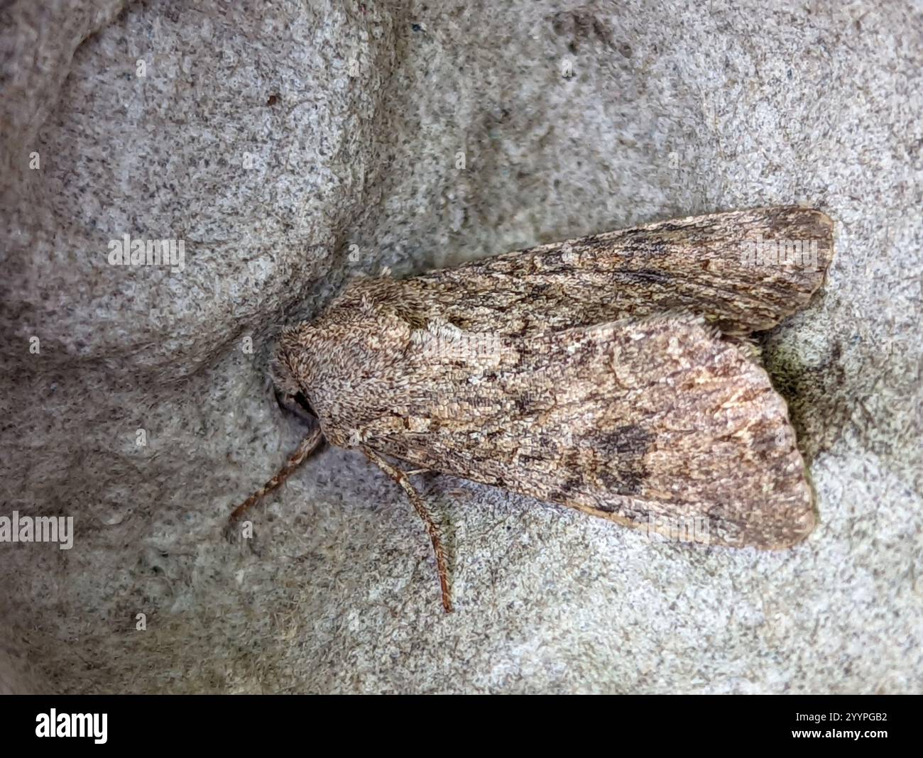 Nutmeg Moth (Anarta trifolii Stock Photo - Alamy