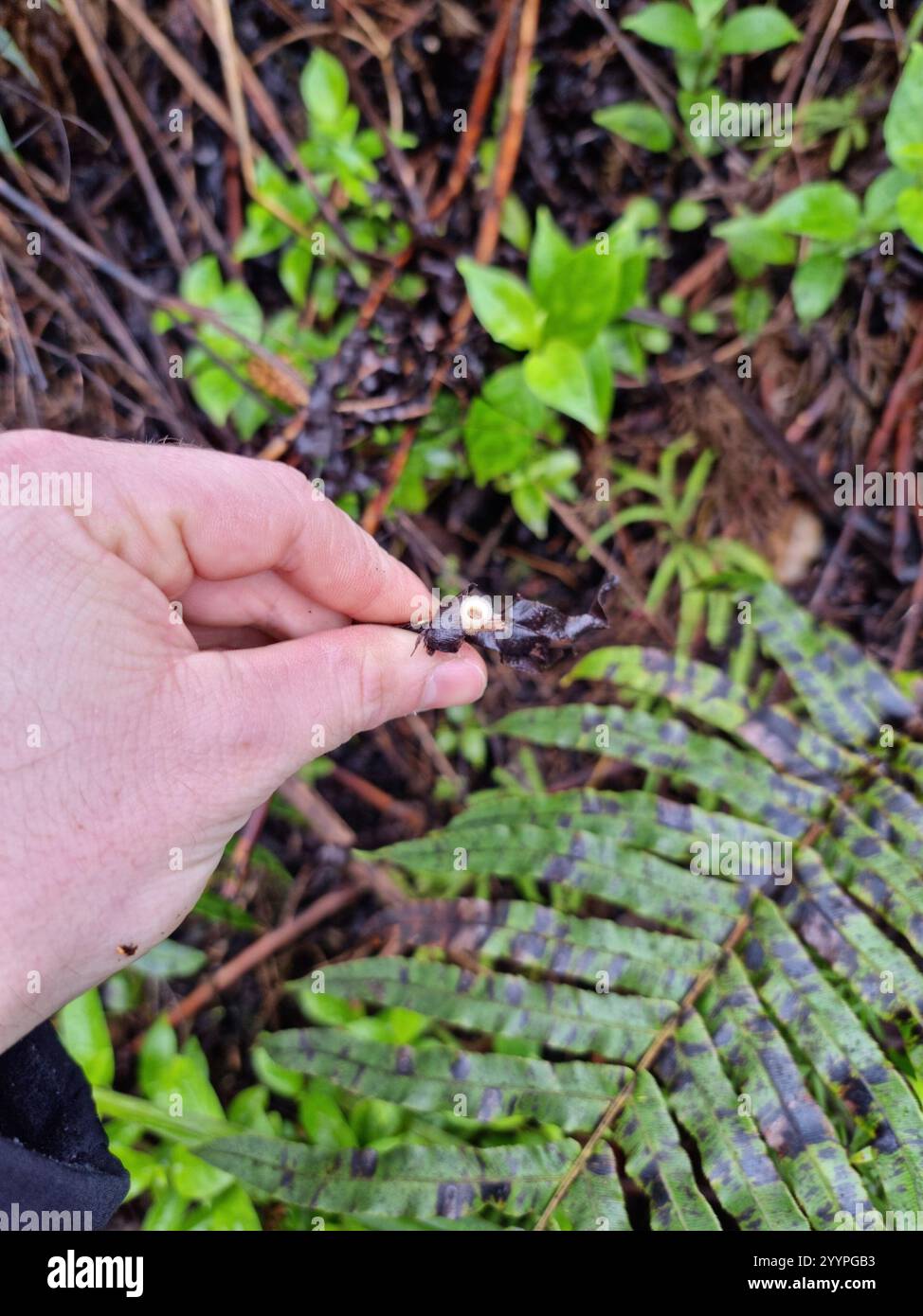 bird's nest fungi (Nidulariaceae Stock Photo - Alamy