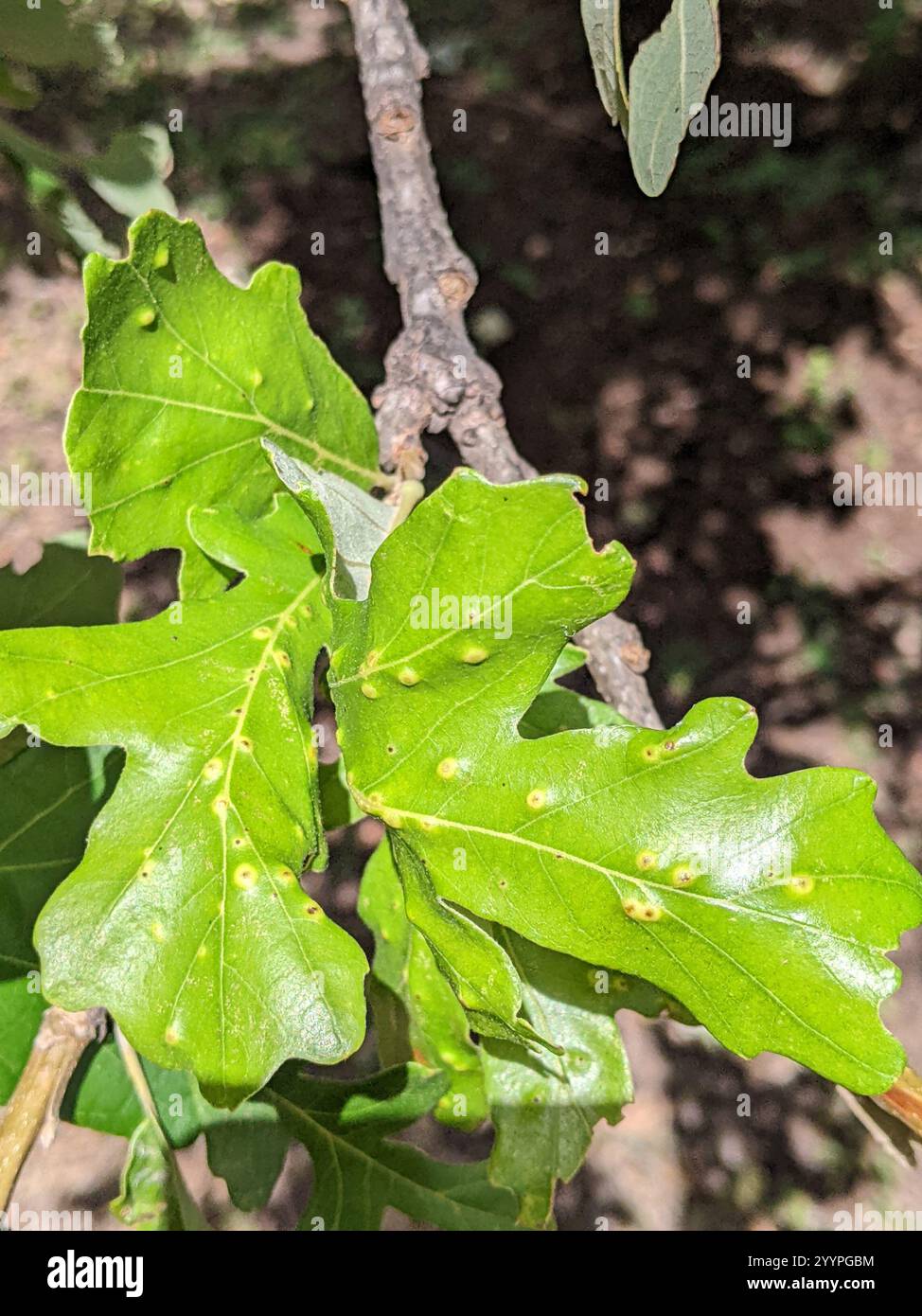 oak flake gall wasp (Neuroterus quercusverrucarum Stock Photo - Alamy
