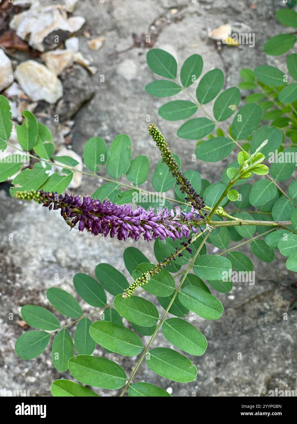 false indigo bush (Amorpha fruticosa Stock Photo - Alamy