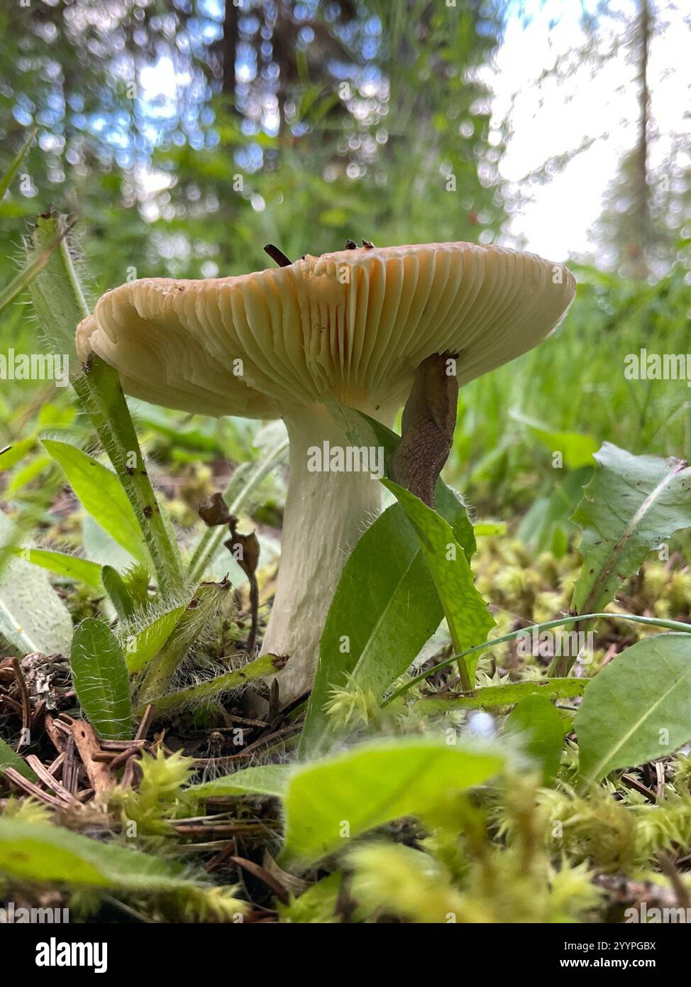 Taildropper slugs hi-res stock photography and images - Alamy