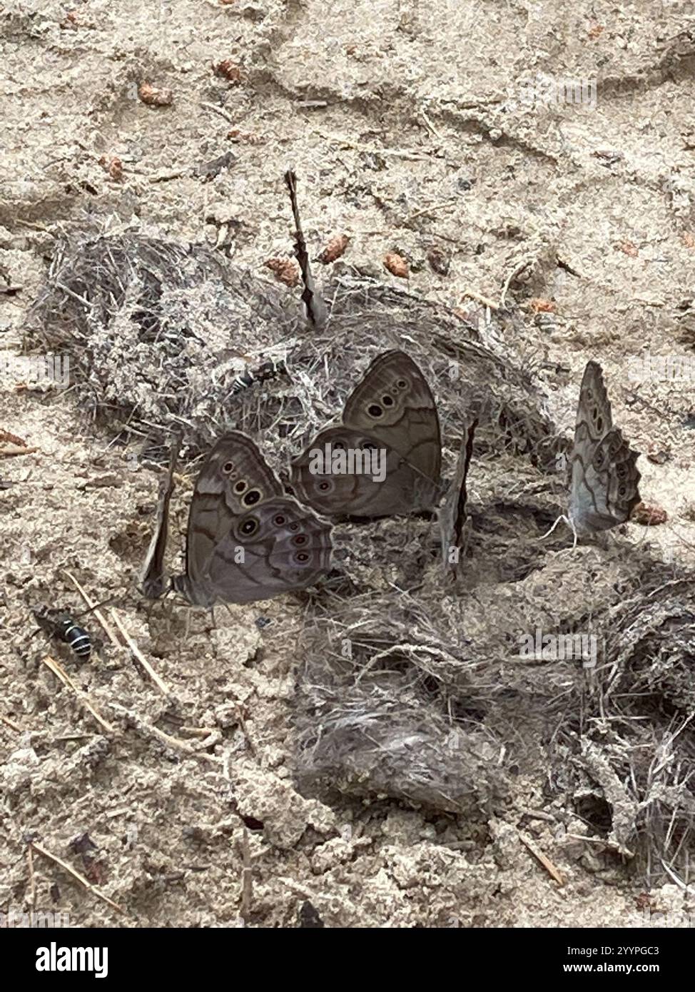 Northern Pearly-eye (Lethe anthedon Stock Photo - Alamy