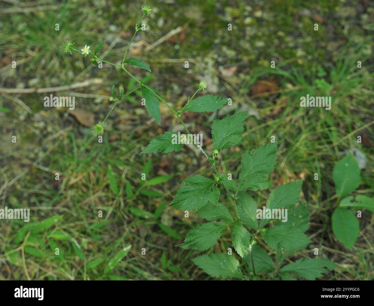 white avens (Geum canadense Stock Photo - Alamy