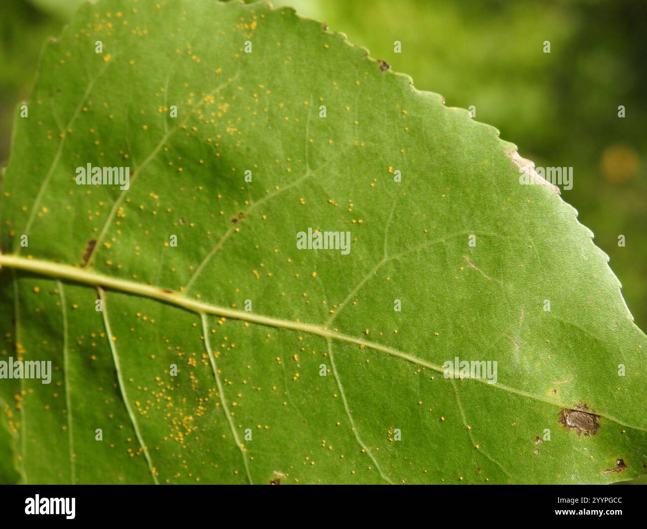 Cottonwood Leaf Rust (Melampsora occidentalis Stock Photo - Alamy