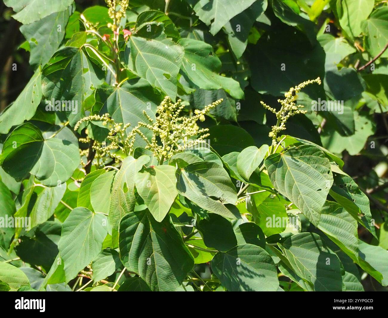 Mallotus japonicus hi-res stock photography and images - Alamy