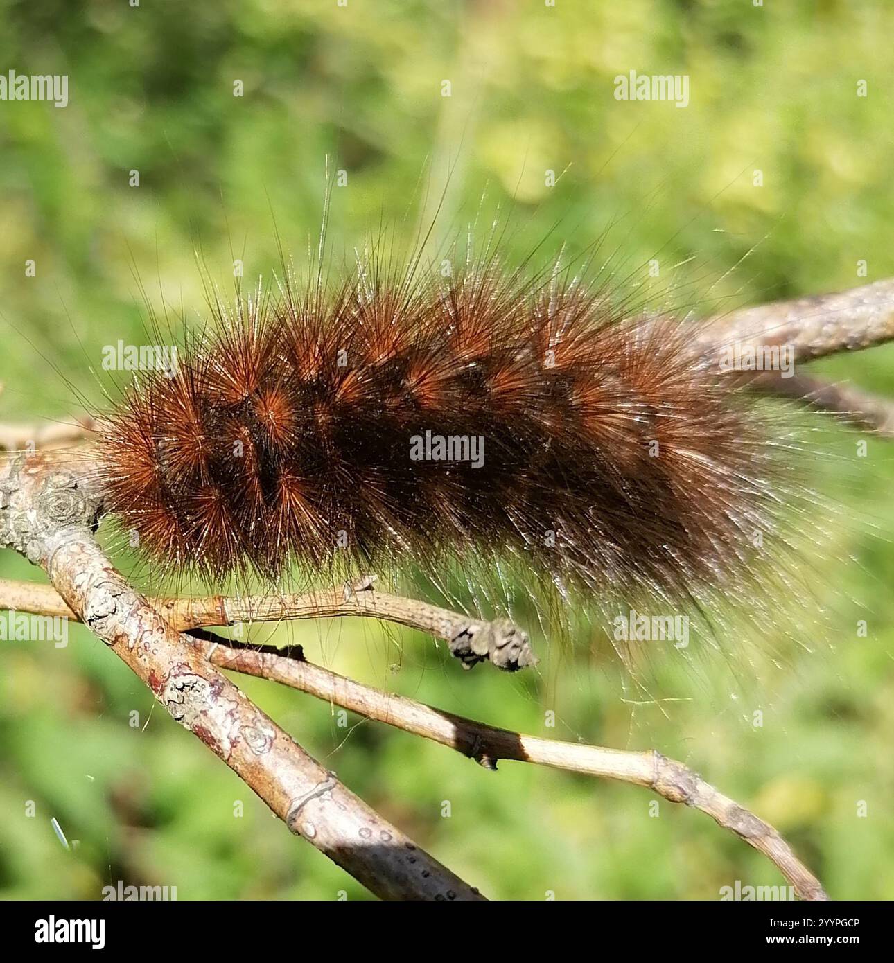 Tiger Moths (Arctiini Stock Photo - Alamy